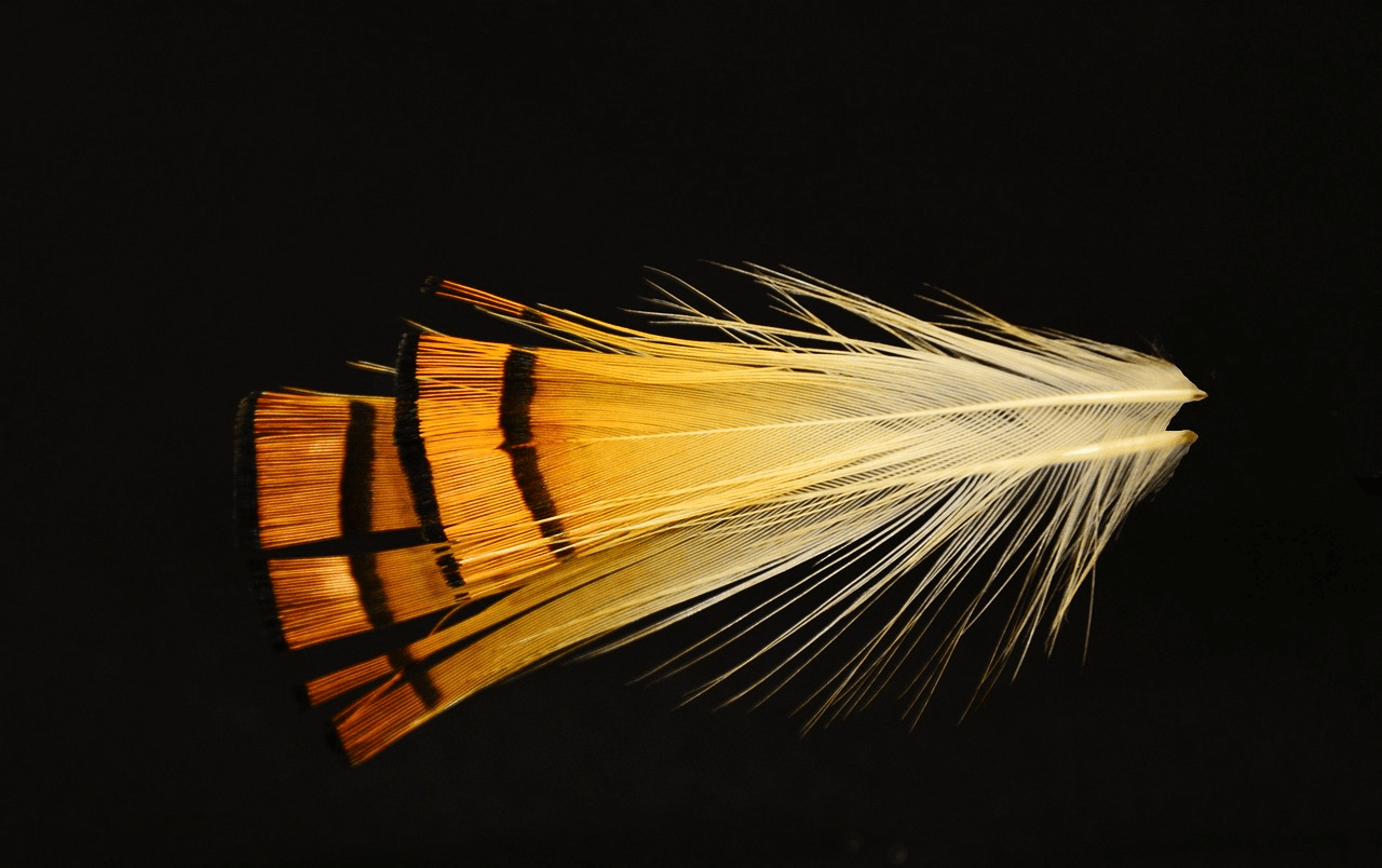 Spiritual Meanings of finding a yellow feather - Christian Faith Guide