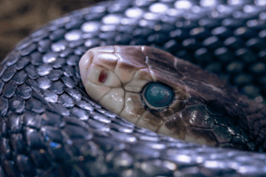 Are Snakes Evil? - Christian Faith Guide