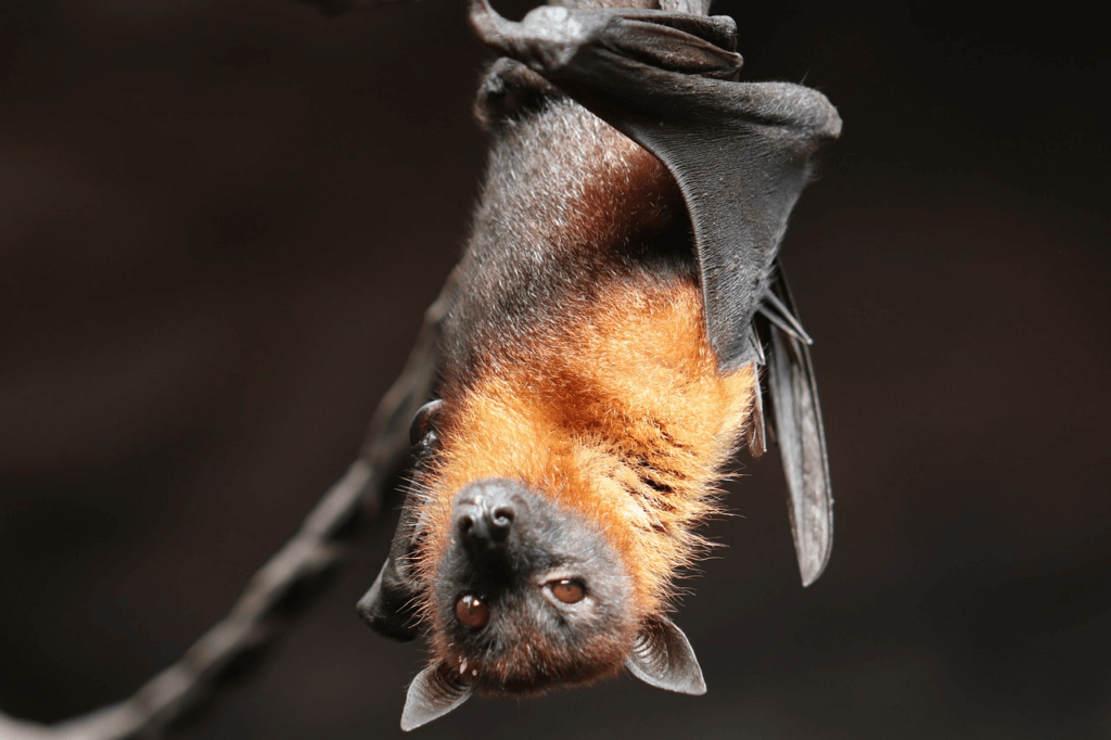 Are bats evil in the Bible? - Christian Faith Guide