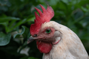 Biblical Meaning of Chicken in a Dream - Christian Faith Guide