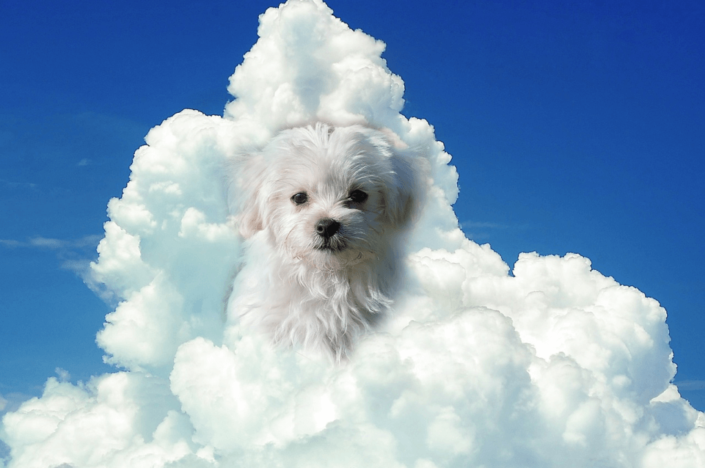 Biblical meaning of animals in dreams - Christian Faith Guide