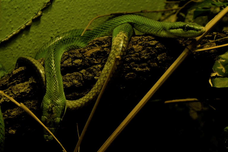 Biblical meaning of green snakes in dreams - Christian Faith Guide