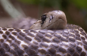 Are Snakes Evil? - Christian Faith Guide