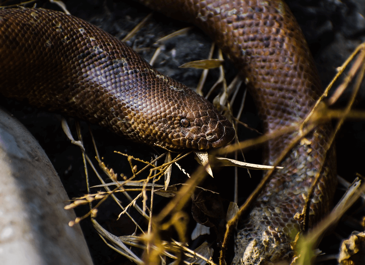 Are Snakes Evil? - Christian Faith Guide