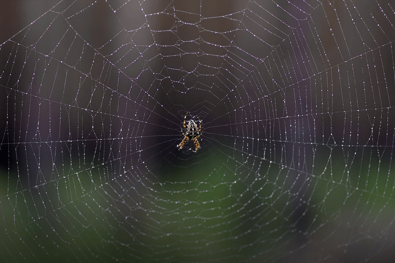 Biblical Meaning Of Spiders In Dreams - Christian Faith Guide