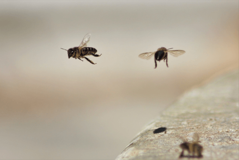 Biblical meaning of bees in your house - Christian Faith Guide