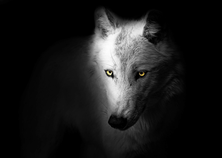 Biblical Meaning of White Wolves in Dreams - Christian Faith Guide
